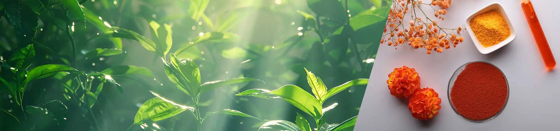 Herbal Extracts – Top Natural Food Ingredients Manufacturers-DayNatural