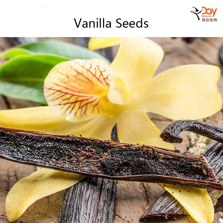 Vanilla Seeds – Top Natural Food Ingredients Manufacturers-DayNatural
